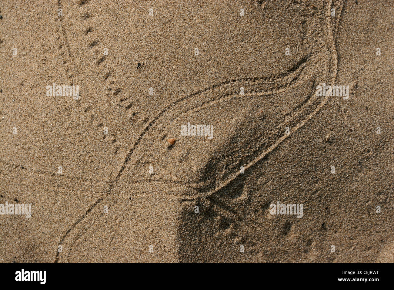 insect beetle tracks sand Indiana Dunes national lakeshore Lake ...