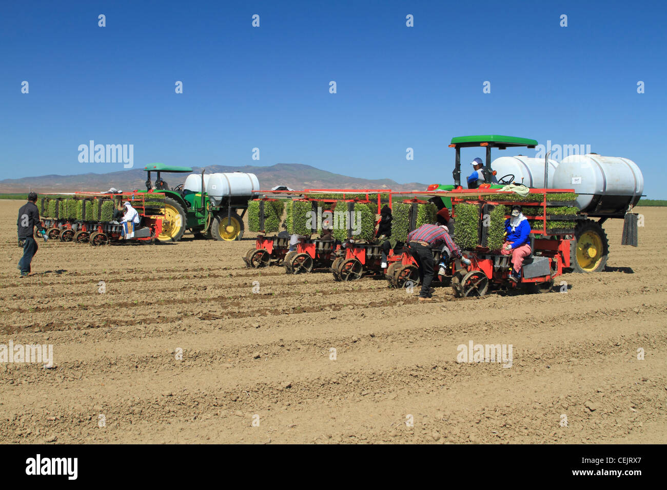 Agriculture - Field crews transplanting processing tomato seedlings ...