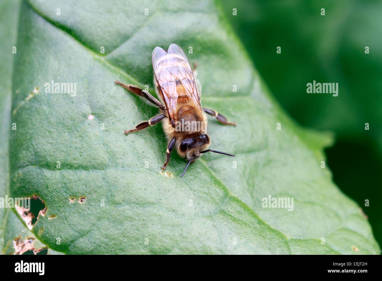 Honeybee, Apis mellifera, worker honey bee Stock Photo - Alamy