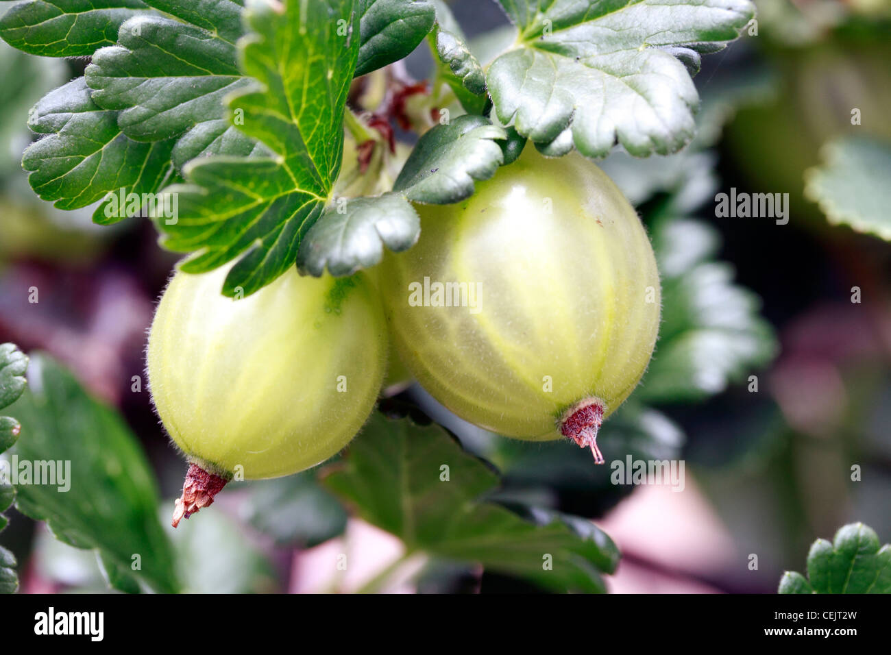 Gooseberries, Ribes grossularia, the European Gooseberry. Bush plant ...