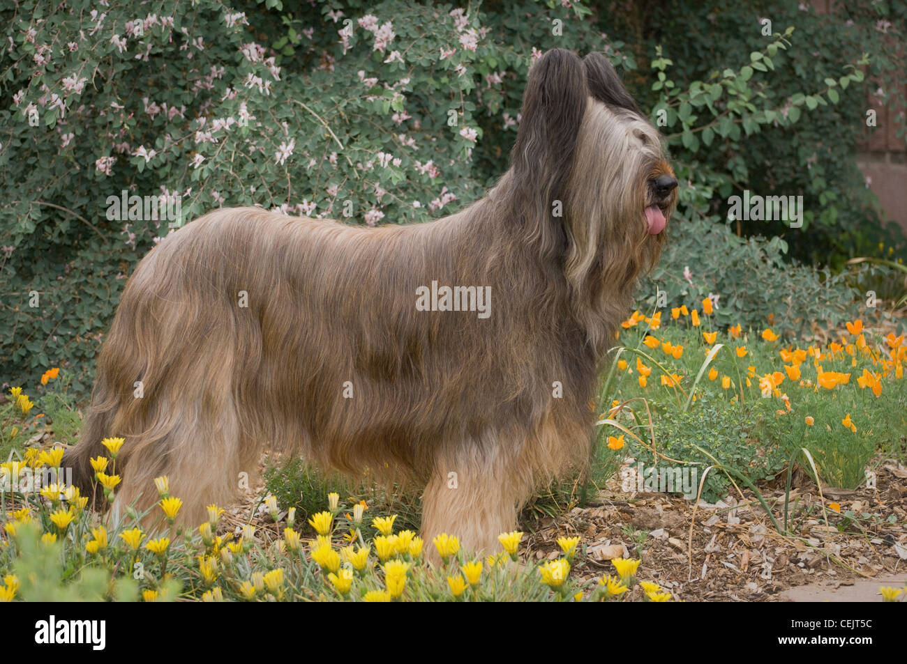 Briard dog hi-res stock photography and images - Alamy