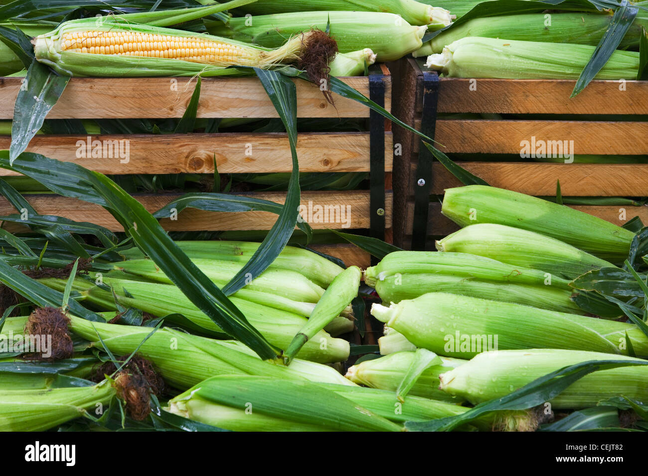 Agriculture - Ears and crates of sweet corn at a farmers market ...