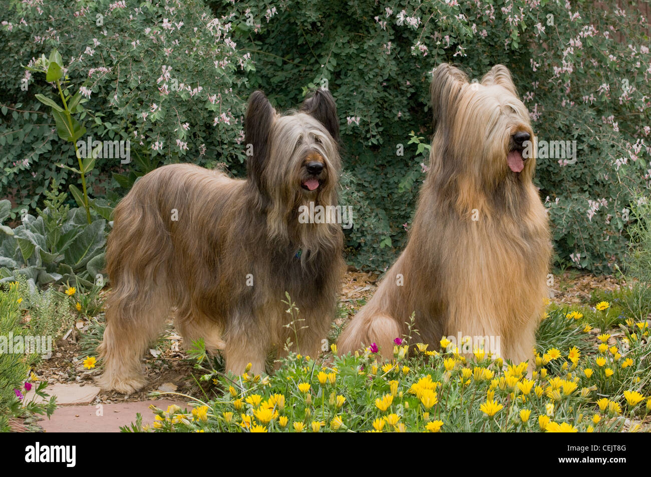Briard sitting, other standing by flowers Stock Photo - Alamy