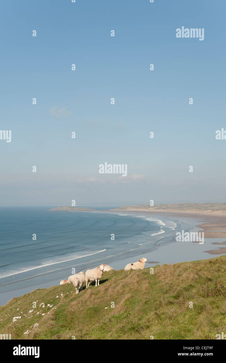 Gower animals hi-res stock photography and images - Alamy