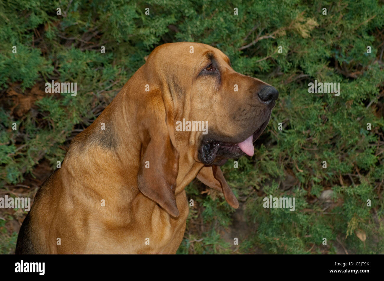 Bloodhound head hi-res stock photography and images - Alamy