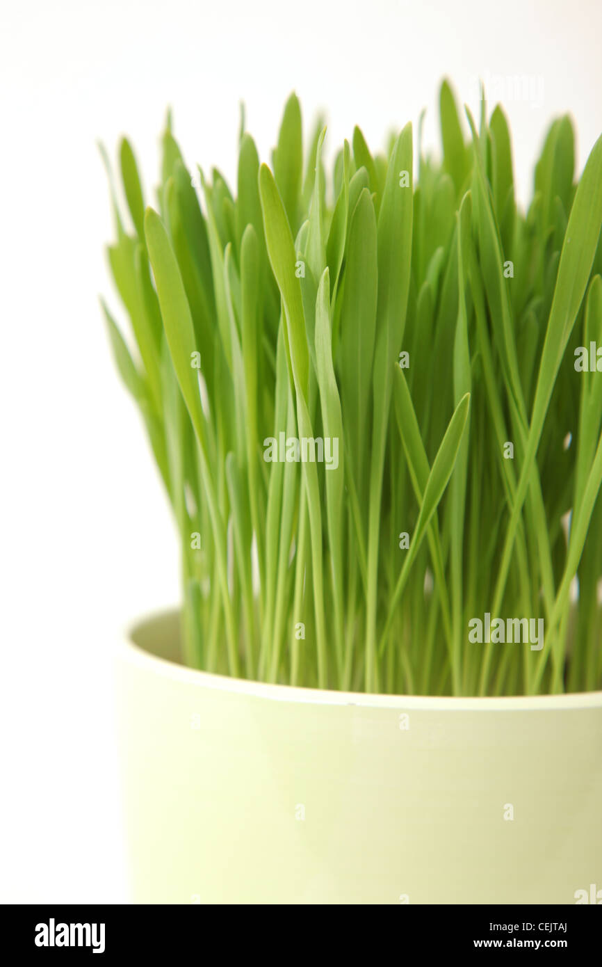 Barley leaves hi-res stock photography and images - Alamy