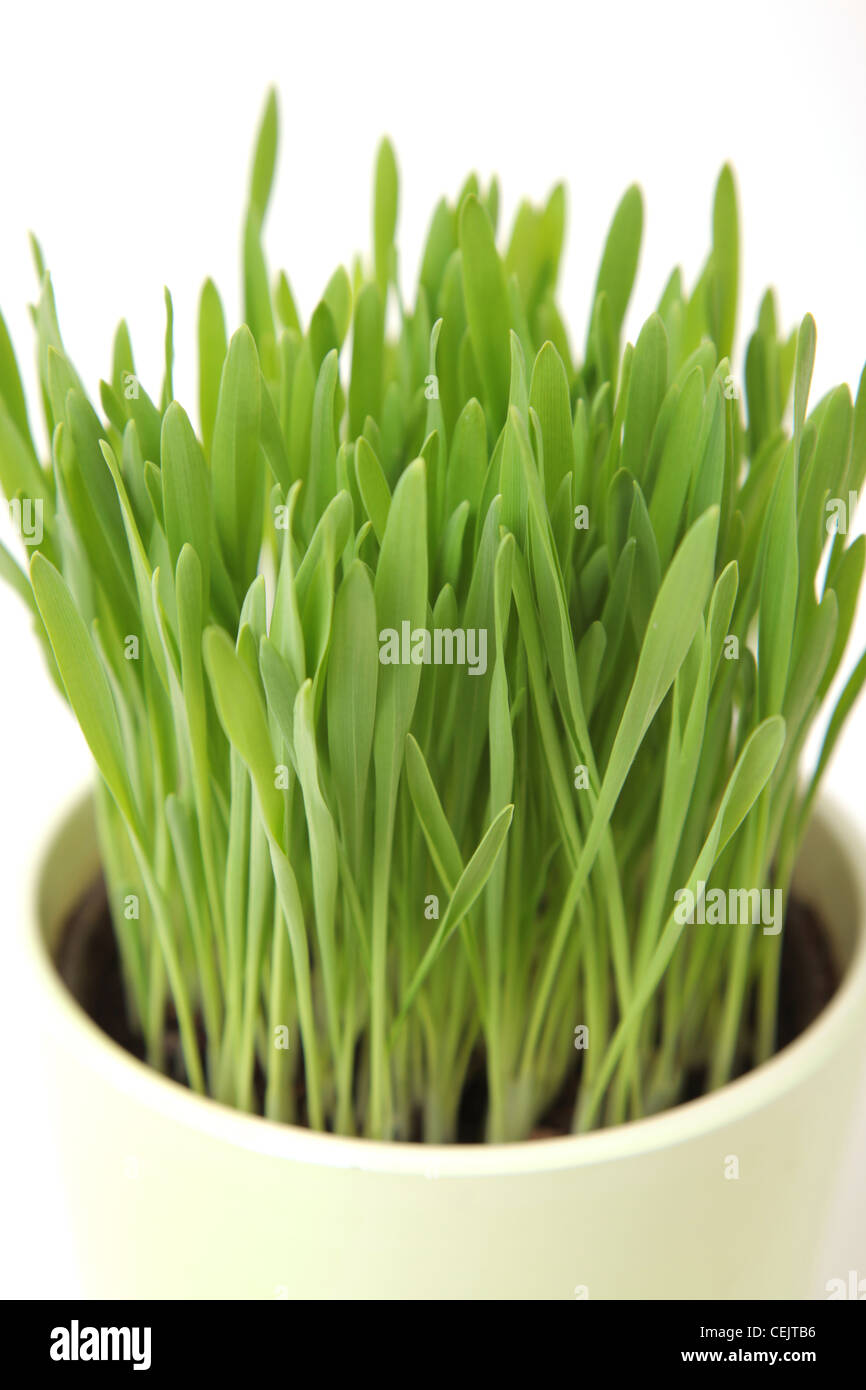 Barley leaves hi-res stock photography and images - Alamy