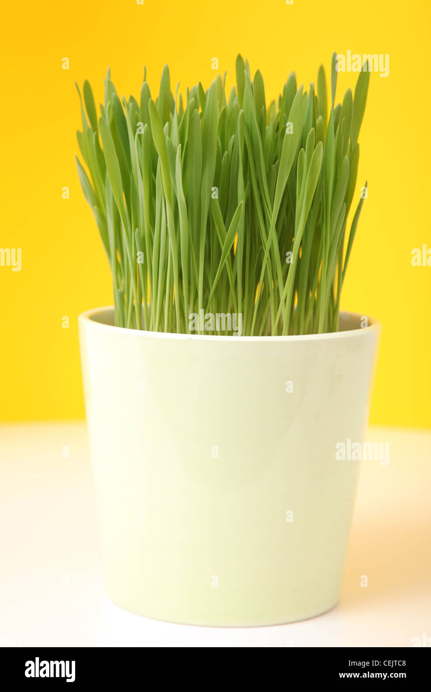 Barley leaves hi-res stock photography and images - Alamy