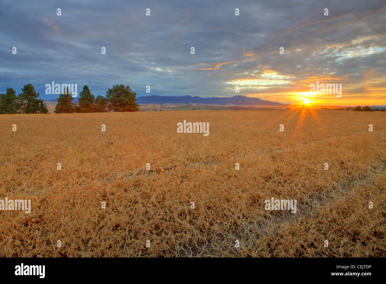 Lentil crop hi-res stock photography and images - Alamy