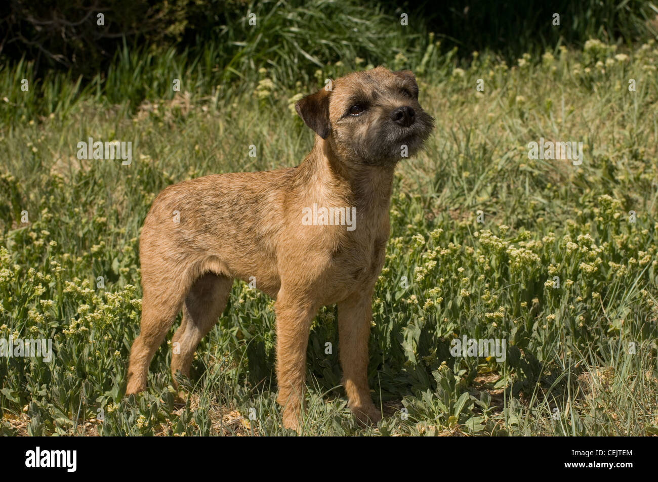 Border terrier standing Stock Photo - Alamy