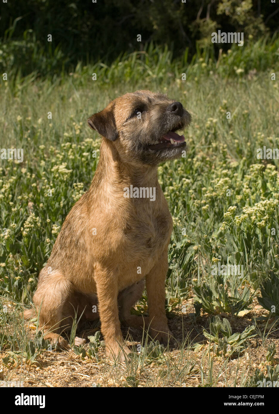 Border terrier sitting Stock Photo - Alamy