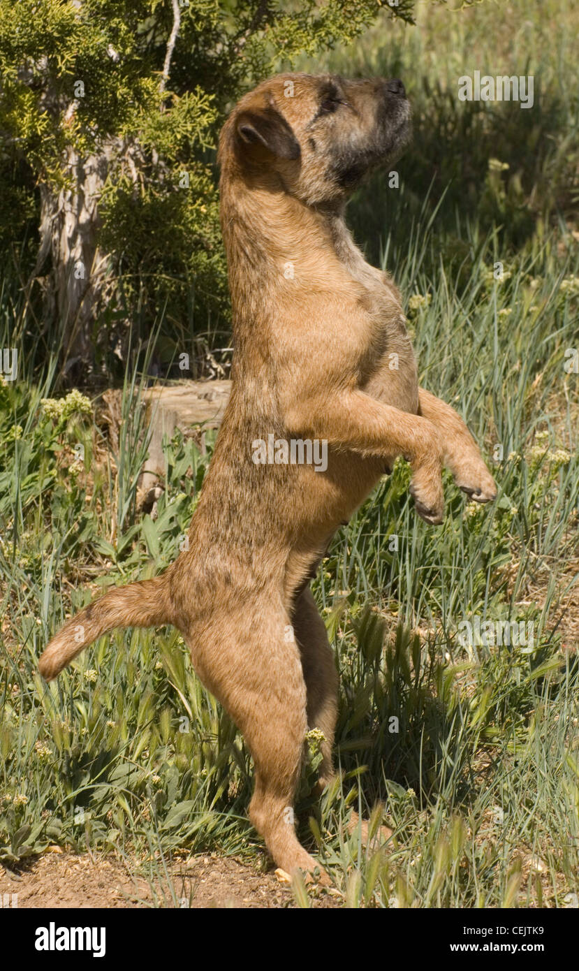 Border terrier jumping up Stock Photo - Alamy