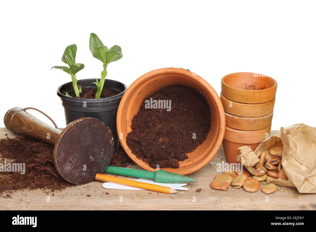 A gardening still life, terracotta pots, seedling, soil seeds and tools ...
