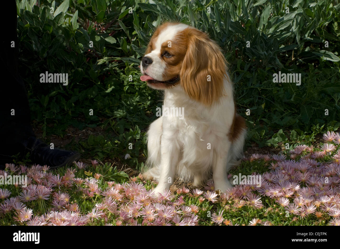 Cavalier King Charles spaniel sitting Stock Photo - Alamy