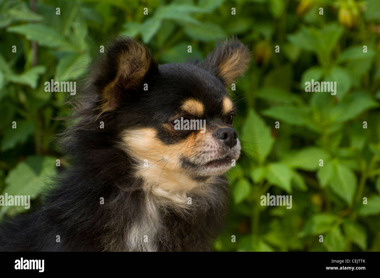 Chihuahua head hi-res stock photography and images - Alamy