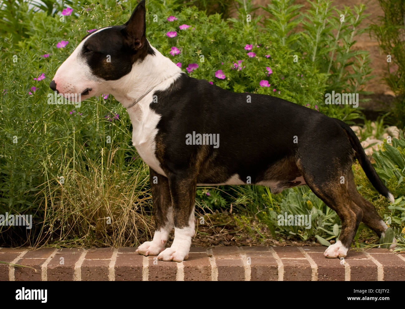 Miniature brick wall hi-res stock photography and images - Alamy