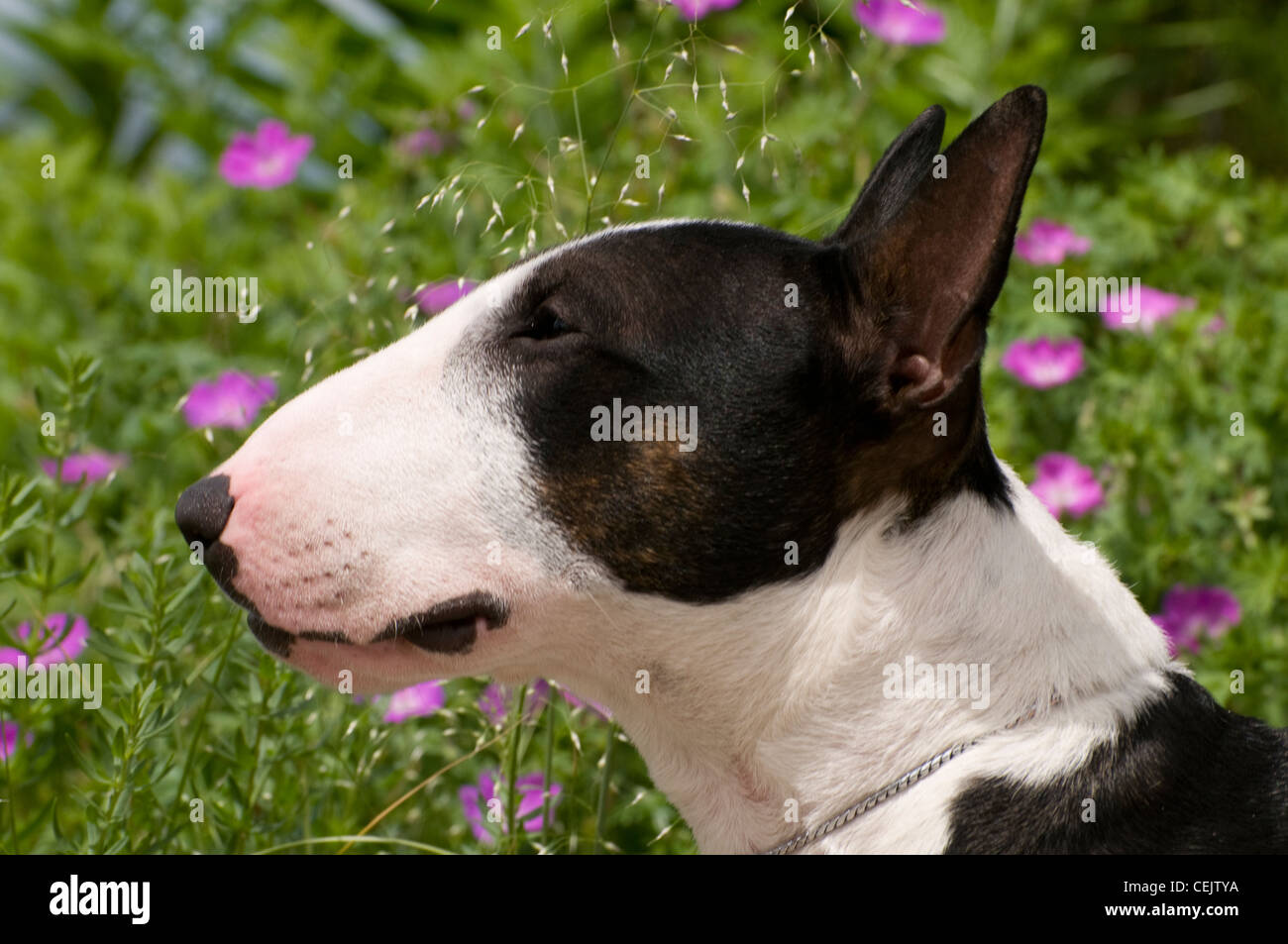 Bull terrier head hi-res stock photography and images - Alamy