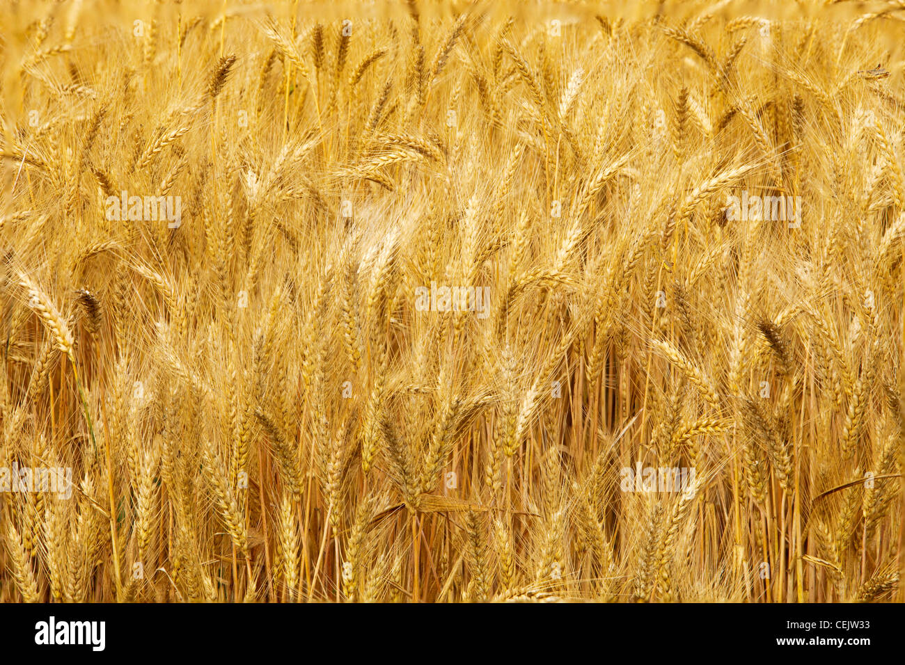 Agriculture - Mature harvest ready bearded wheat heads / Palouse Region ...