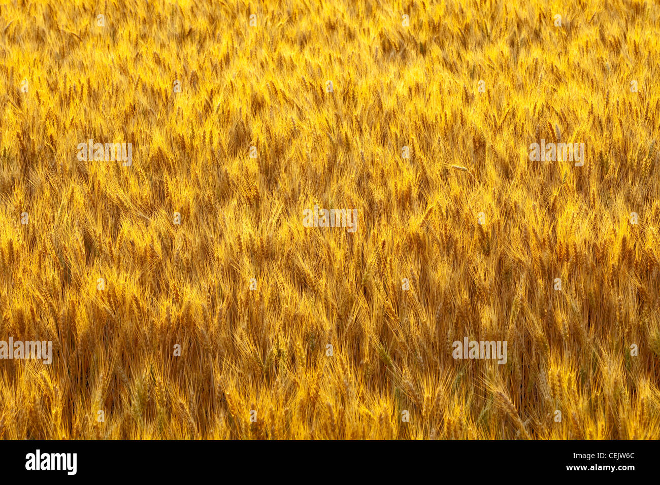 Bearded wheat hi-res stock photography and images - Alamy