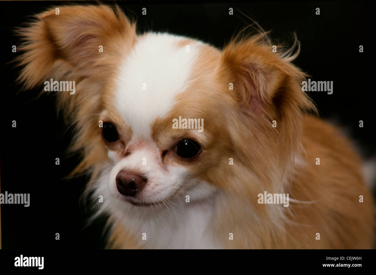 Chihuahua cute hi-res stock photography and images - Alamy
