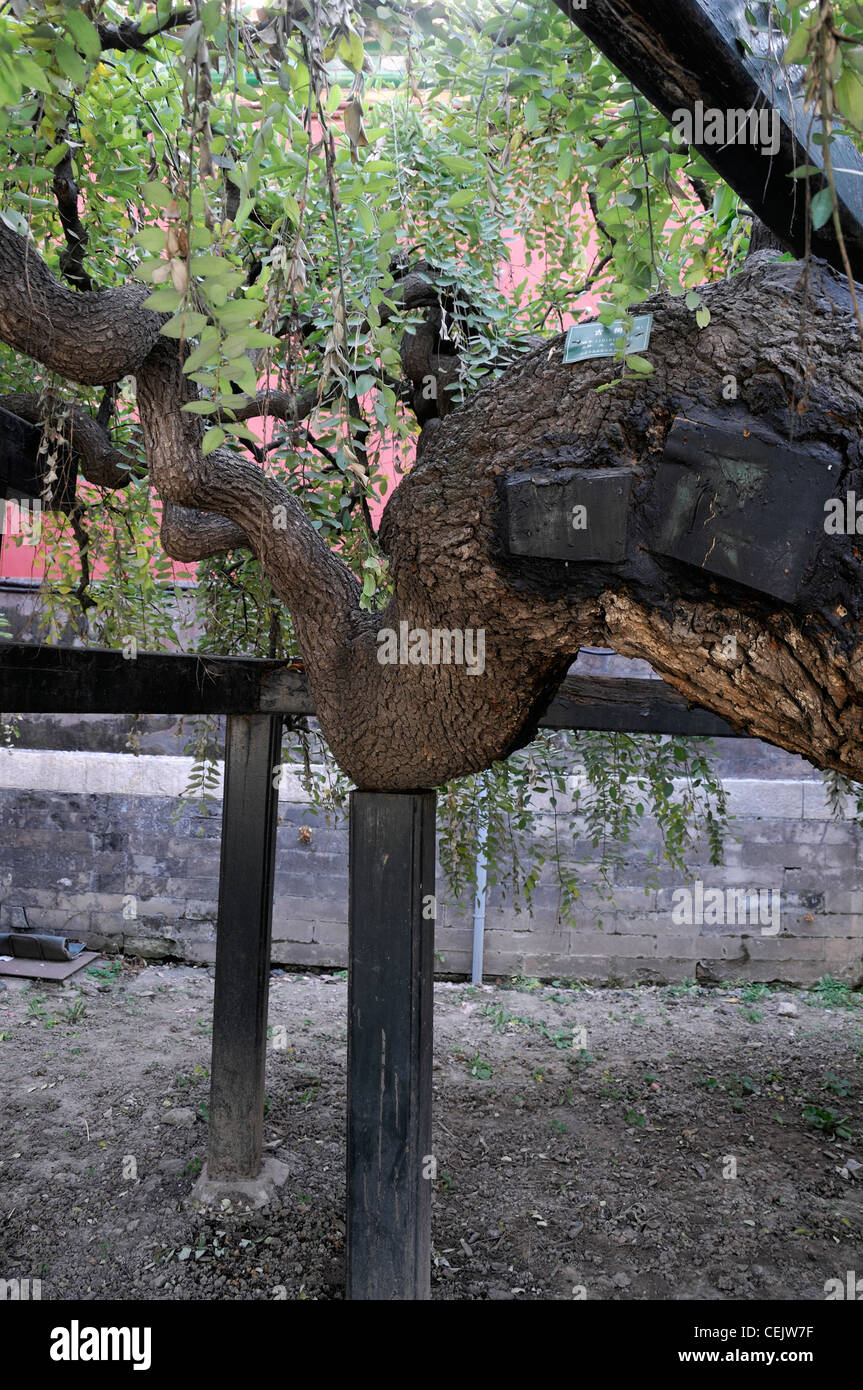 wooden post support supports supporting old ancient tree imperial ...
