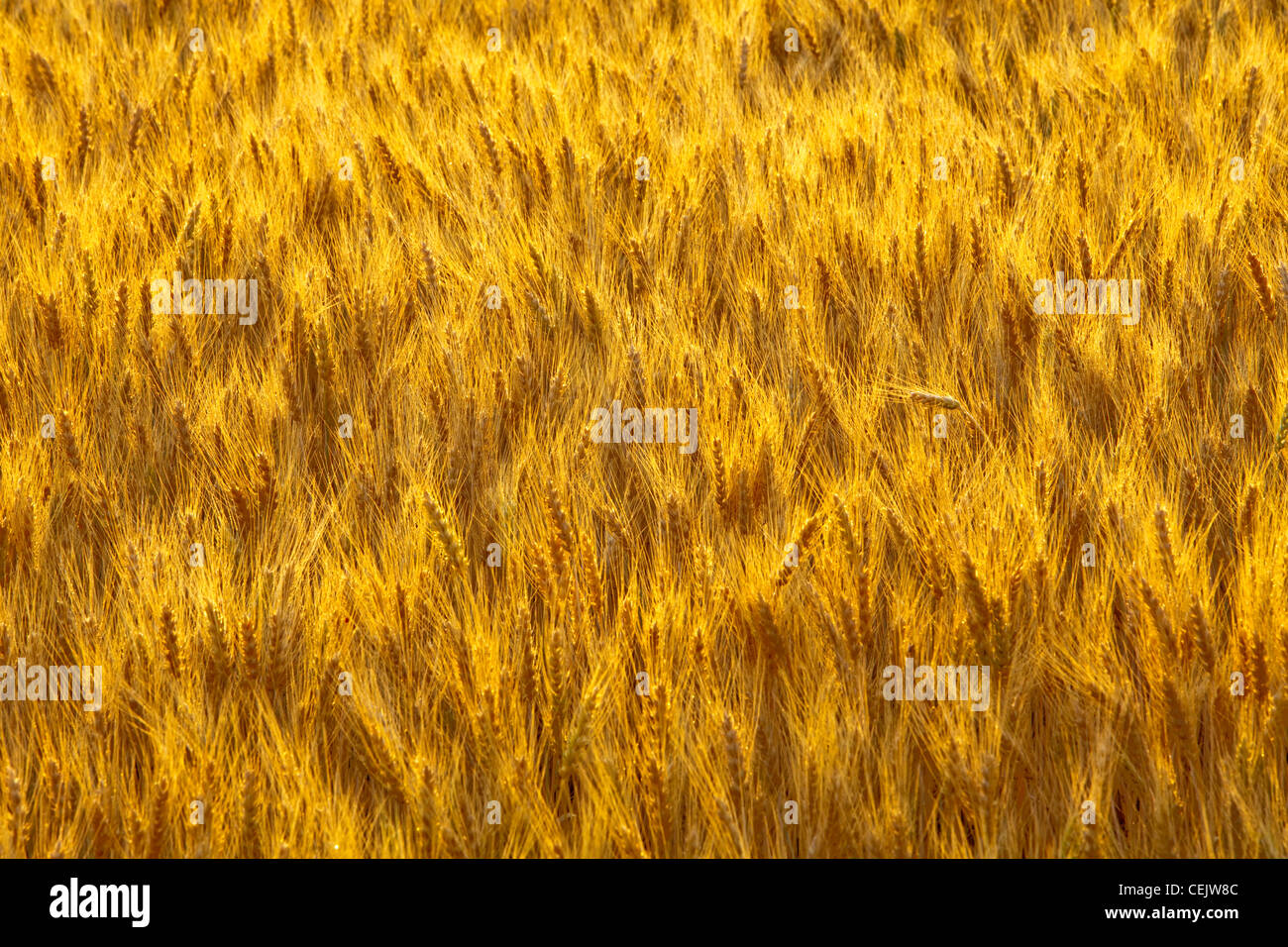 Agriculture - Mature harvest ready bearded wheat heads backlit by early ...