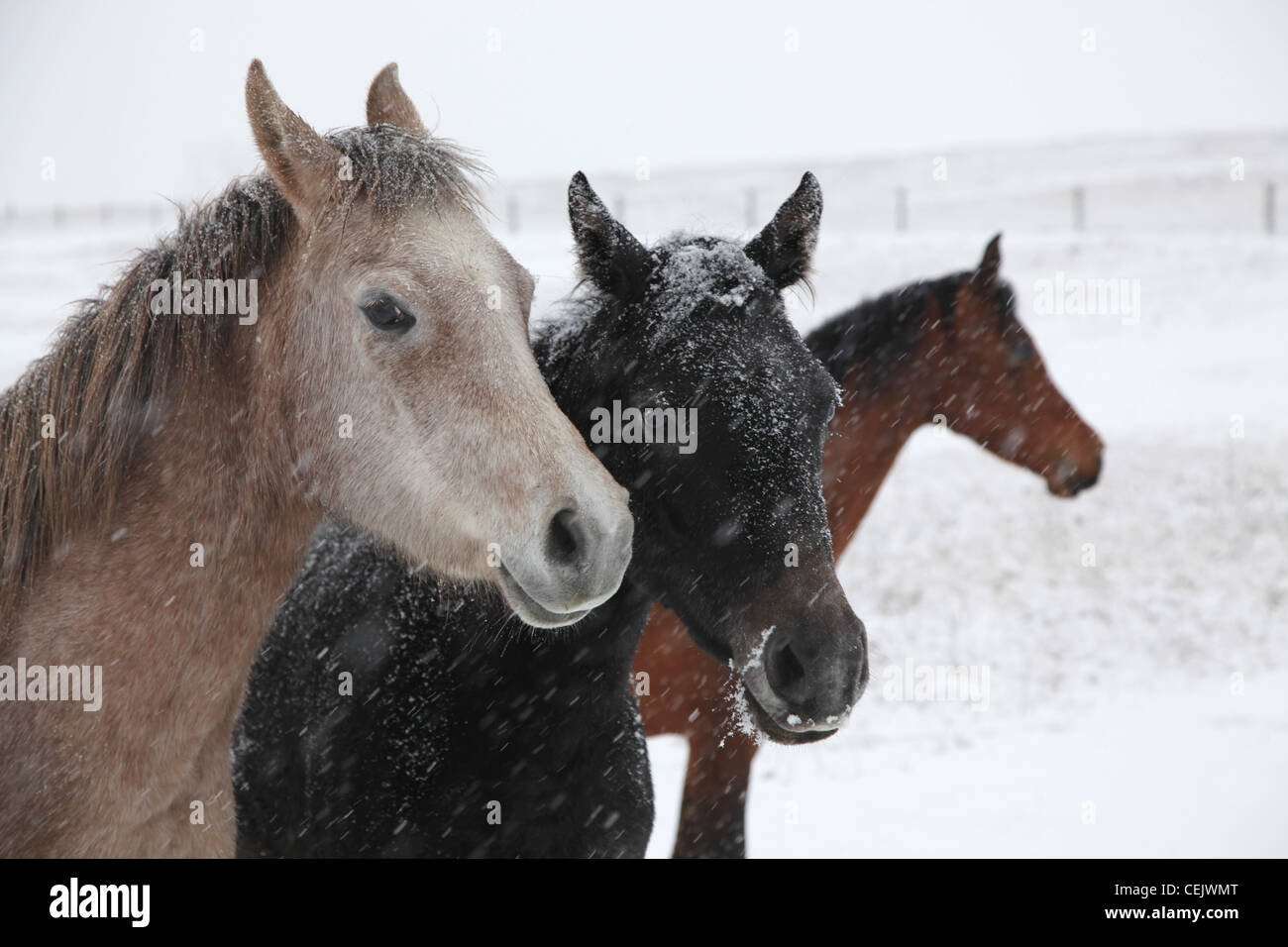 Horse breeding in Slovakia Stock Photo - Alamy