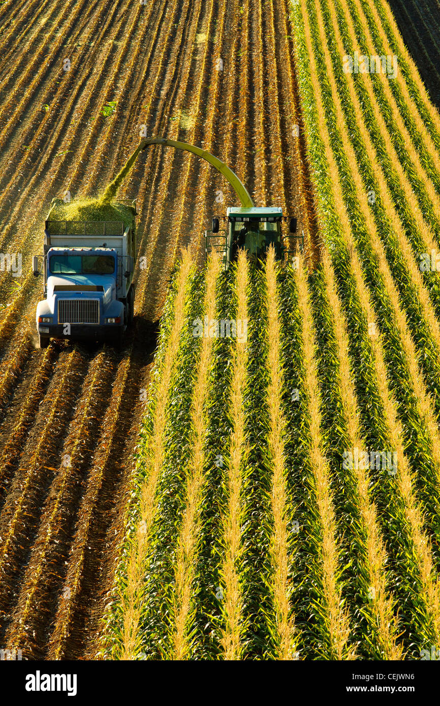 A self-propelled forage harvester chops corn silage for animal feed and ...