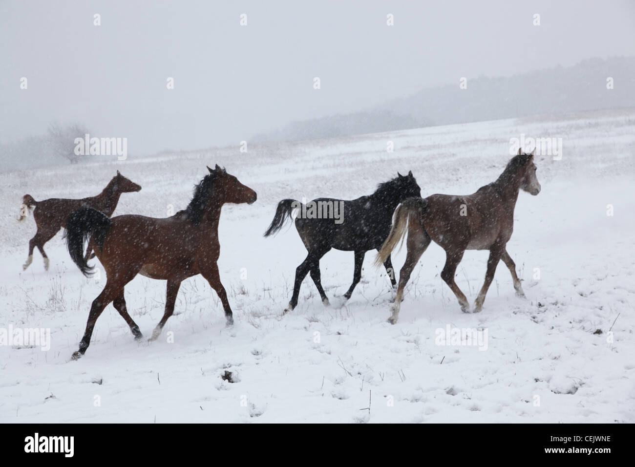 Horse breeding in Slovakia Stock Photo - Alamy