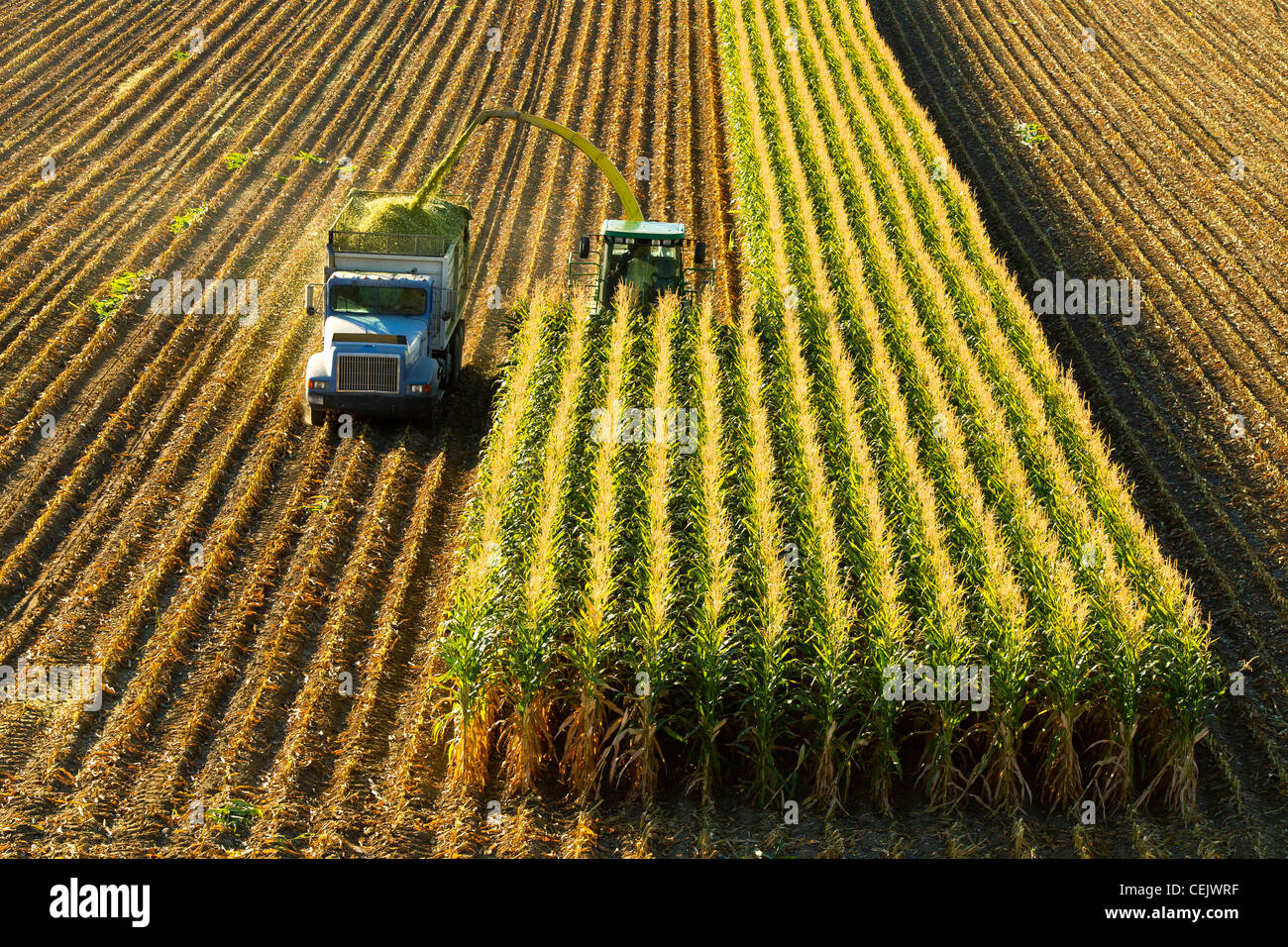 A self-propelled forage harvester chops corn silage for animal feed and ...