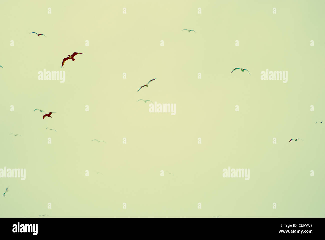 birds flying in formation Stock Photo - Alamy