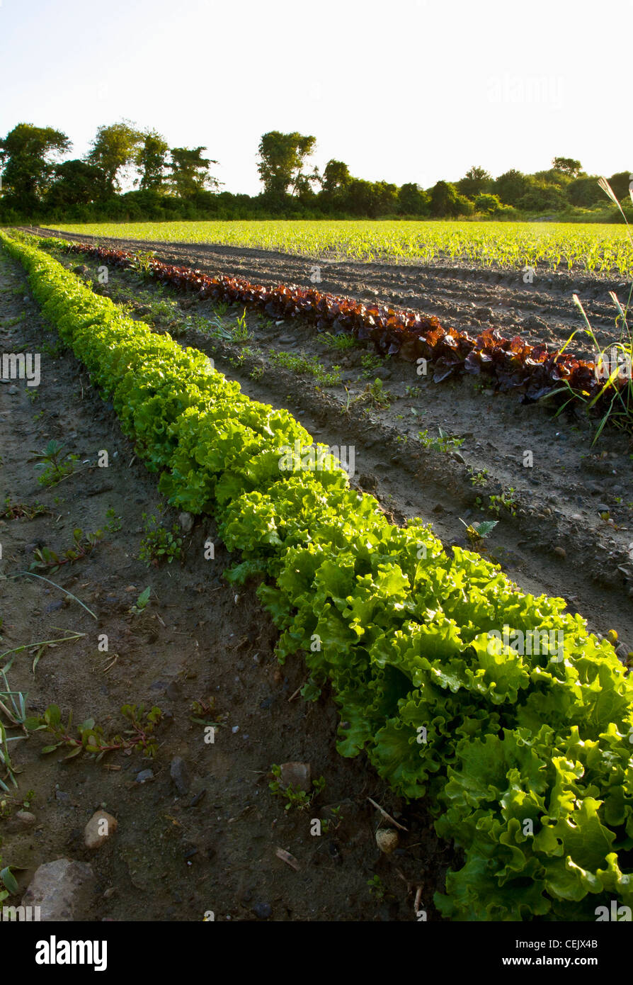 Green farm farming produce agriculture hi-res stock photography and ...