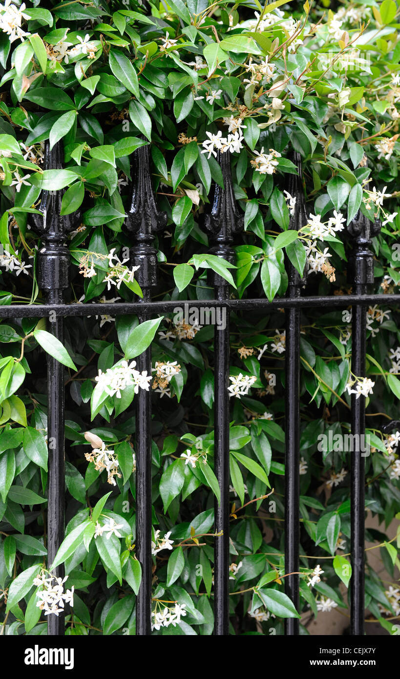 White bloom details hi-res stock photography and images - Alamy