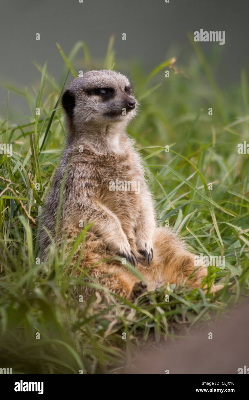 Meerkat in captivity sitting and watching visitors Stock Photo - Alamy