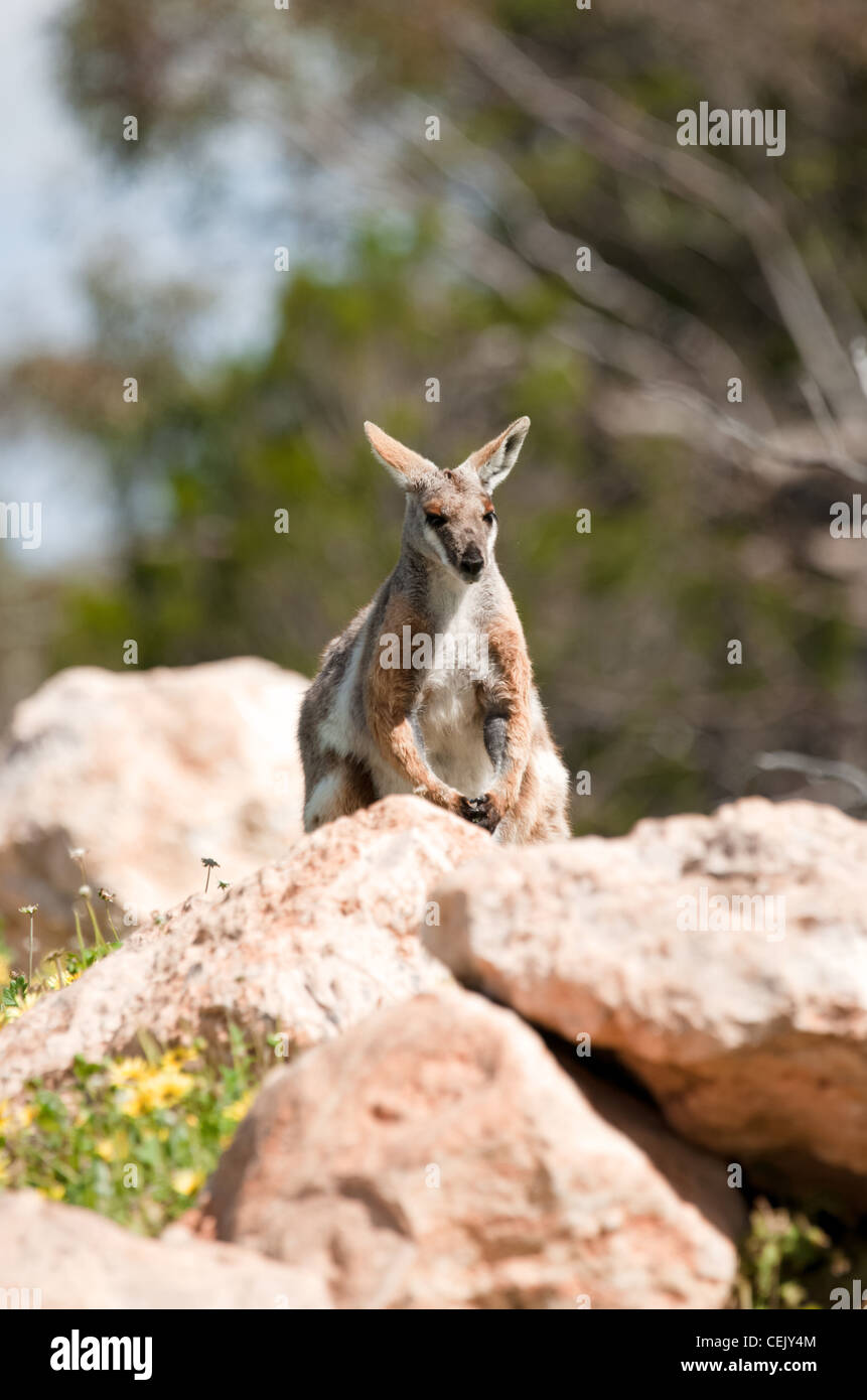 endangered yellow footed rock wallaby in the wild Stock Photo - Alamy