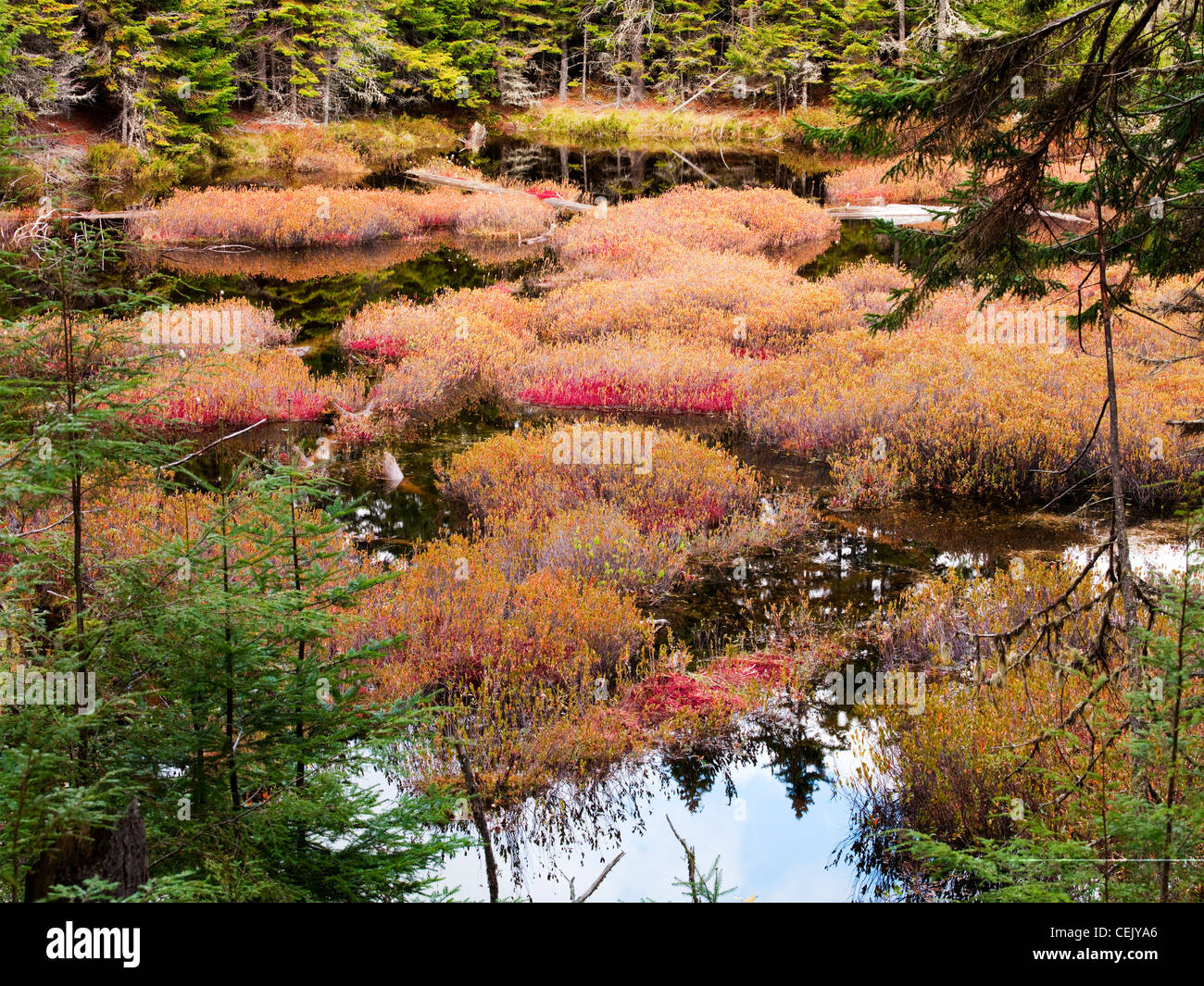 Brilliantly colored moss (Bryophyte) is reflected in the still water of ...