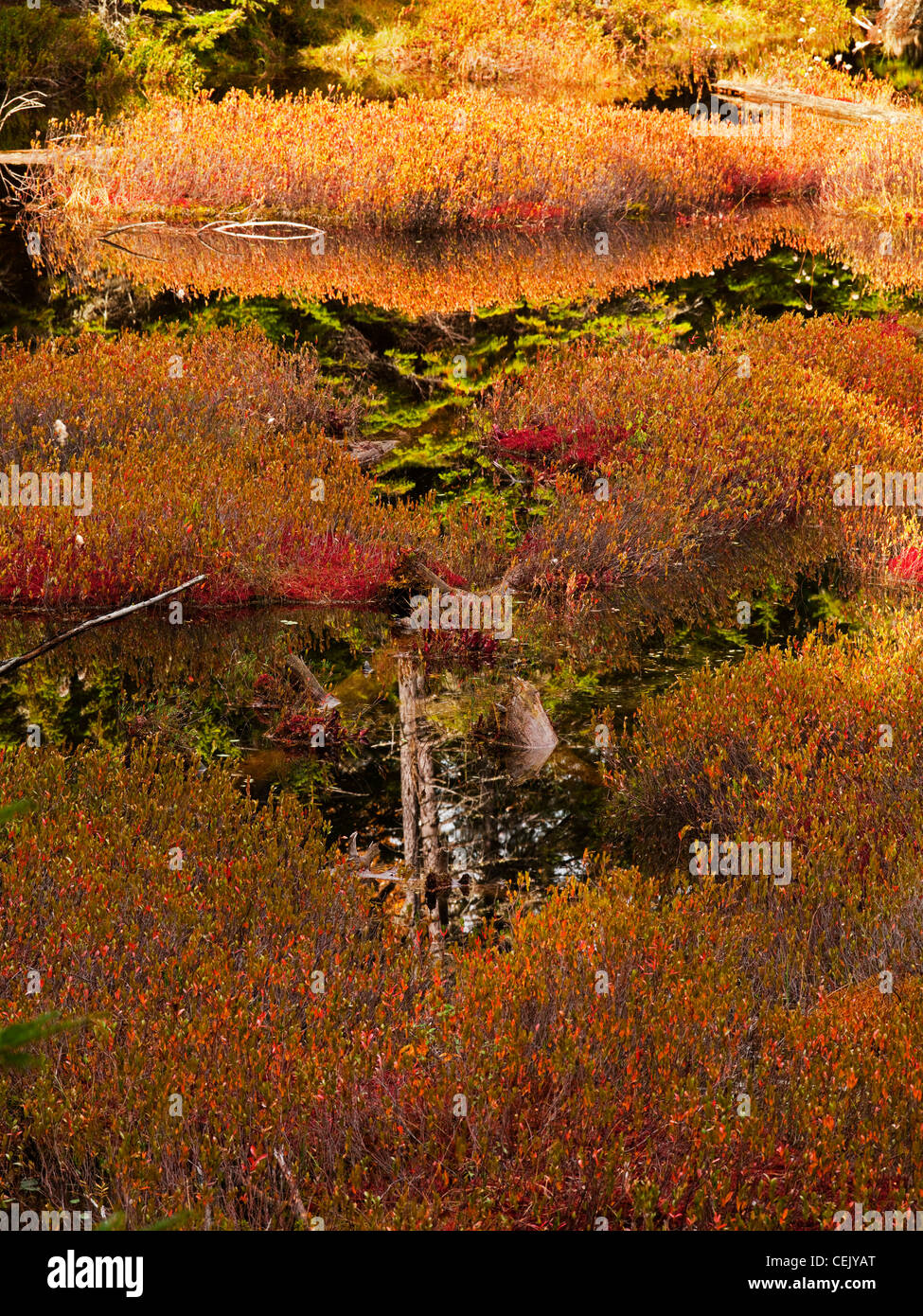 Brilliantly colored moss (Bryophyte) is reflected in the still water of ...