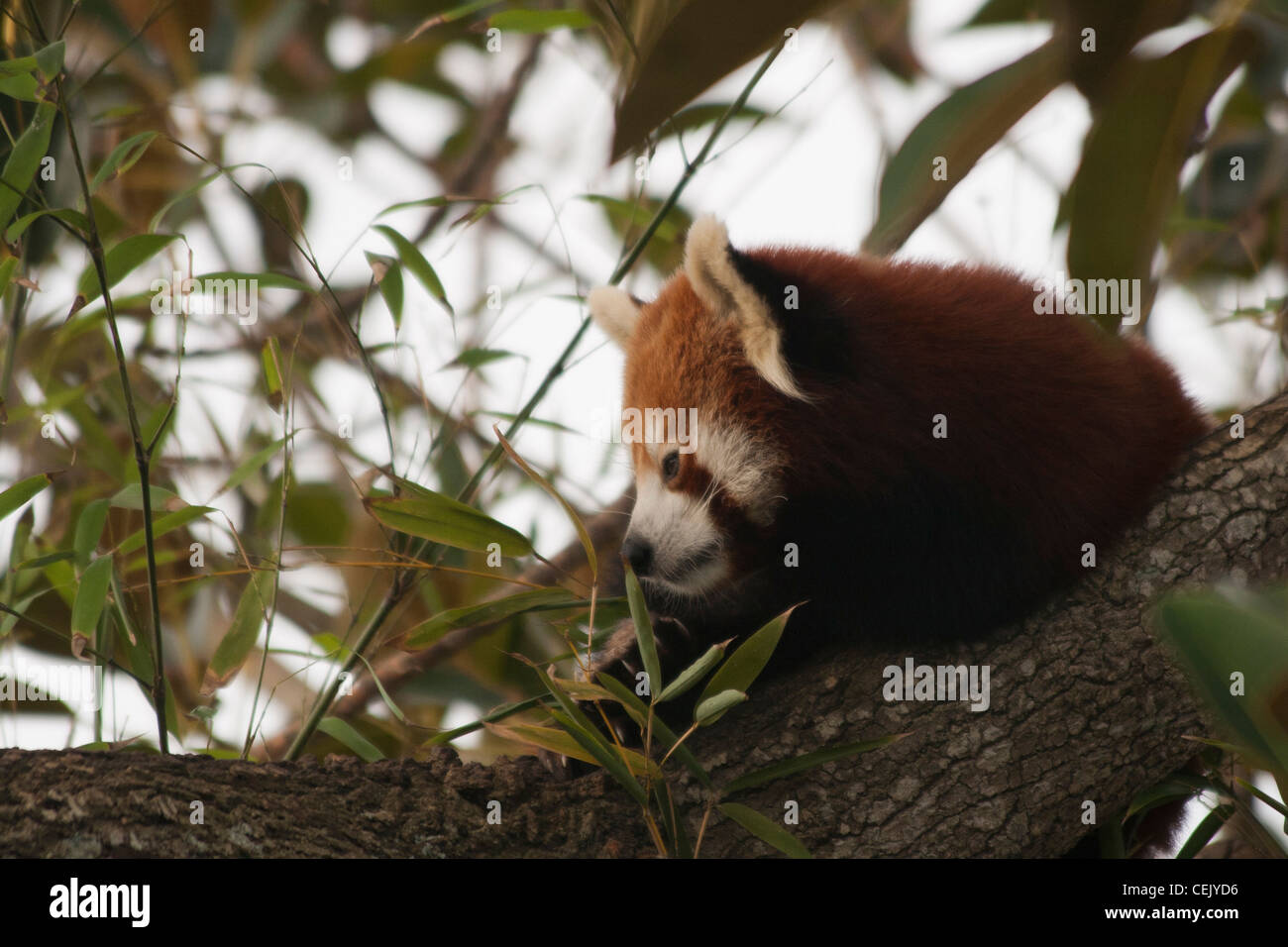 Red panda tree hi-res stock photography and images - Alamy