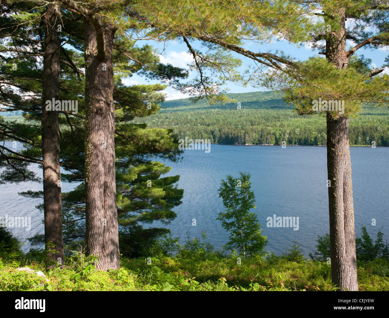 Richardson Lake, one of the historic Rangeley lakes, is viewed from the ...