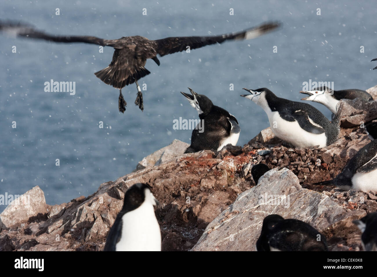 Skua bird flying in and attacking penguin nests on the edge of a cliff ...