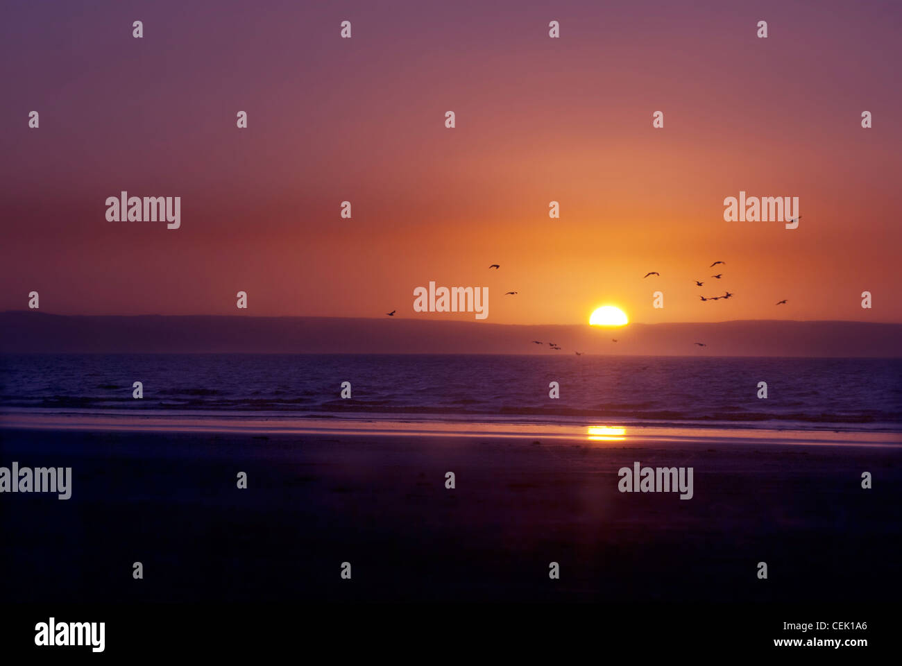 birds flying into sunset over brean beach with sun going below quatock ...