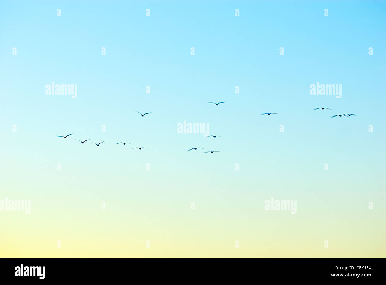 sea birds flying with graduated duck colours Stock Photo - Alamy
