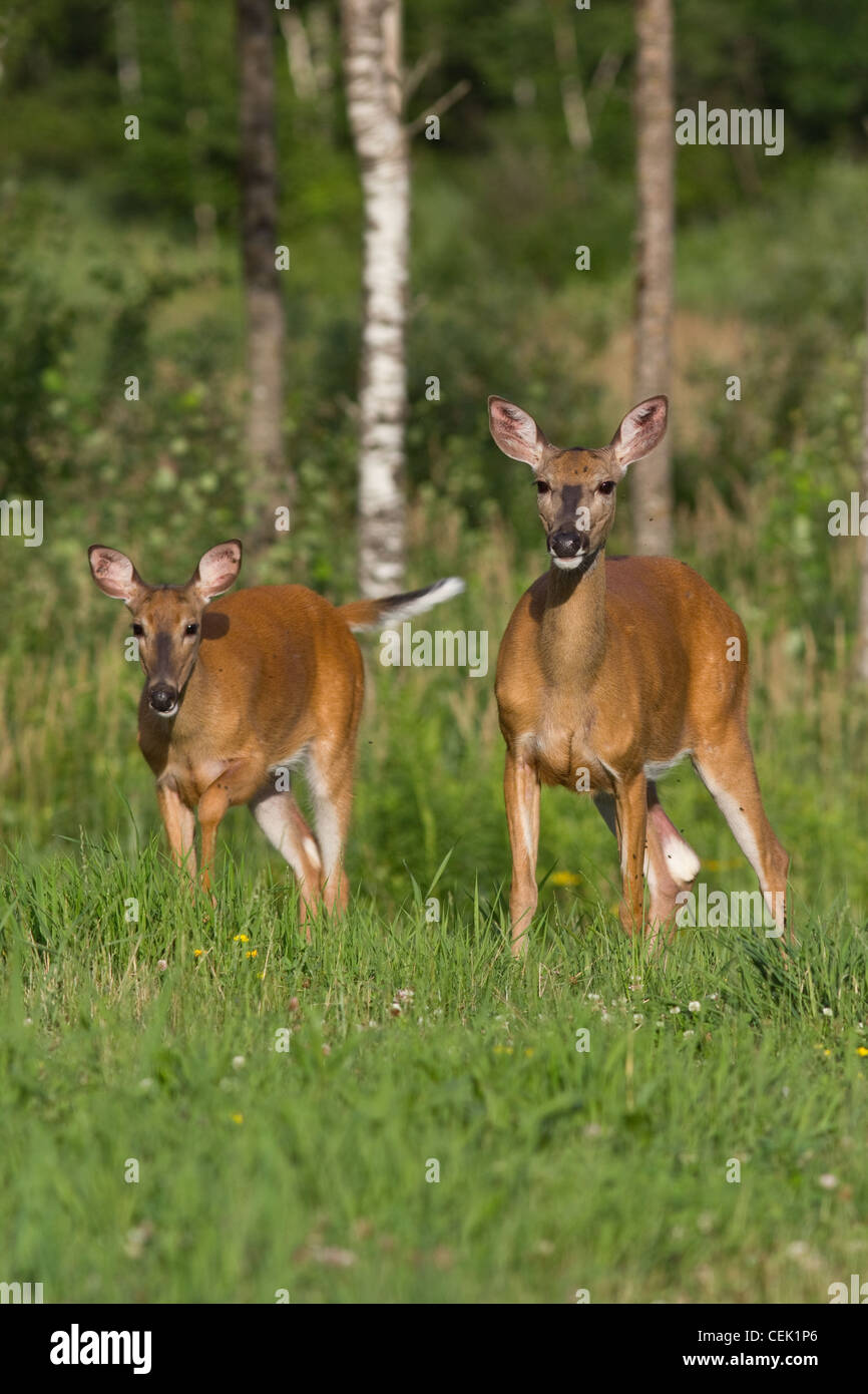 Whitetail doe fawn eating grass hi-res stock photography and images - Alamy