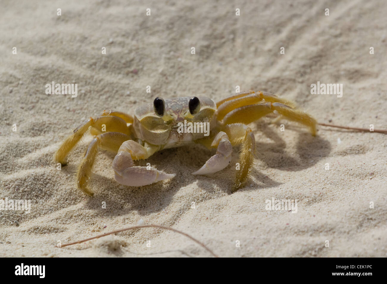 A close up of a sand crab on the sand basking in the the sun Stock ...