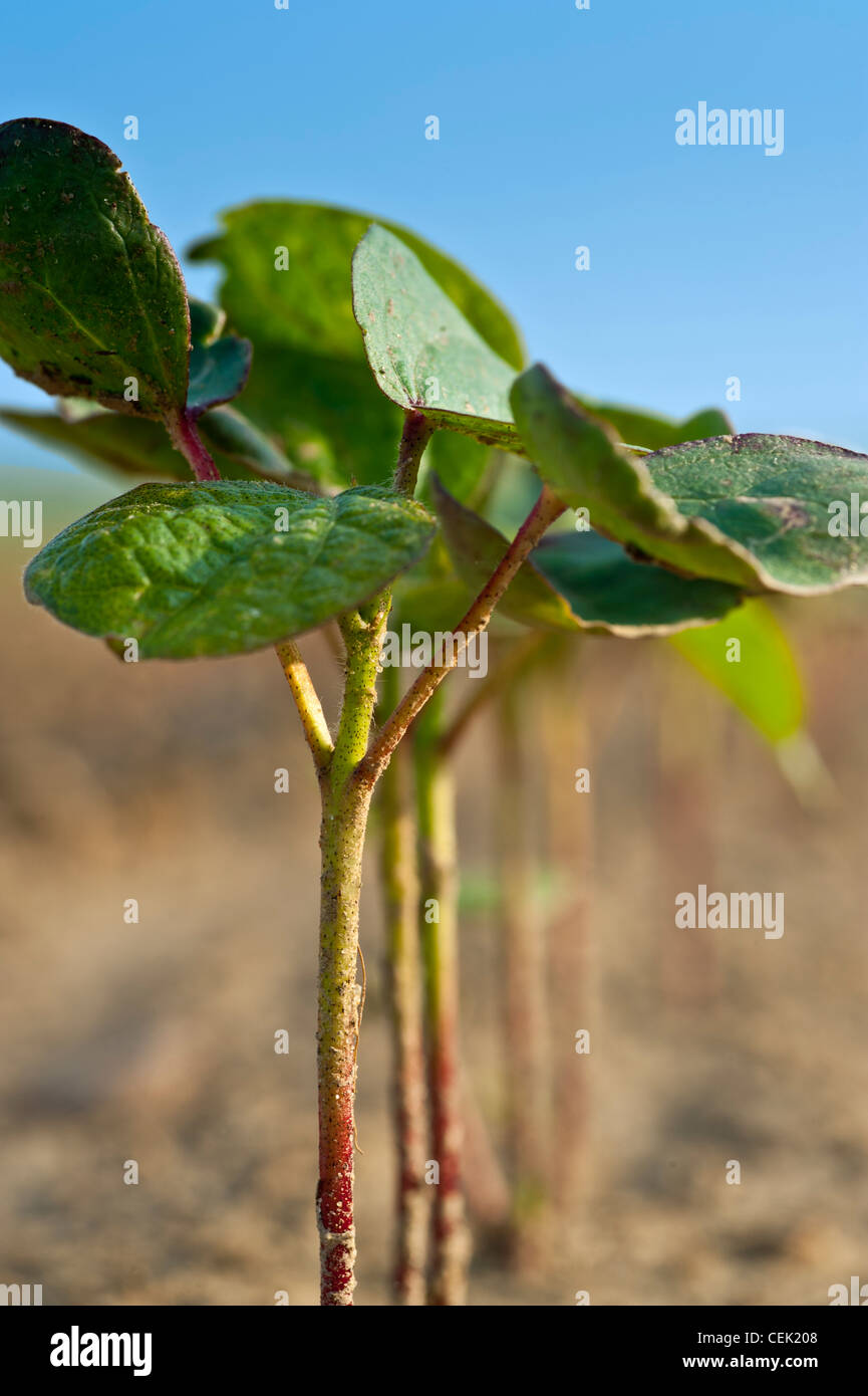 Agriculture - Sideview of cotton seedlings at the four-leaf stage ...