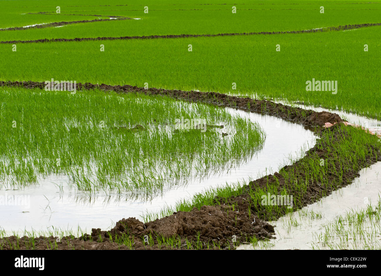 Flooded field of rice seedlings. Flooding seedling rice helps to ...