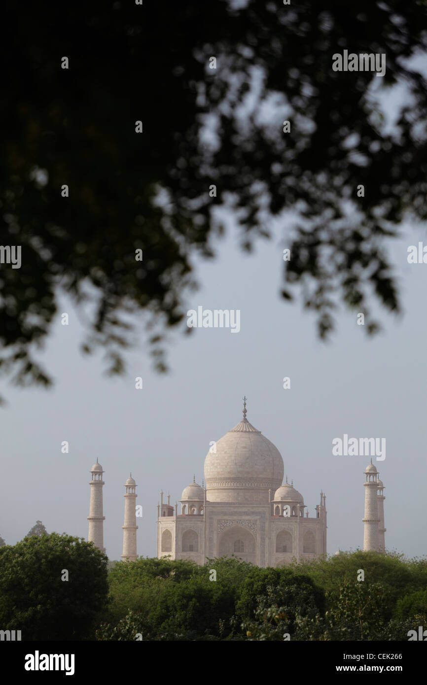 A bird flying past the Taj Mahal, Agra, India Stock Photo - Alamy