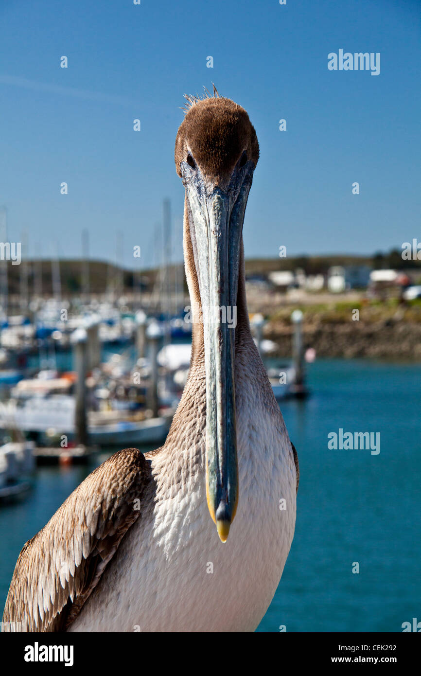 Close-up of a Brown pelican with boats in a soft-focus background at ...