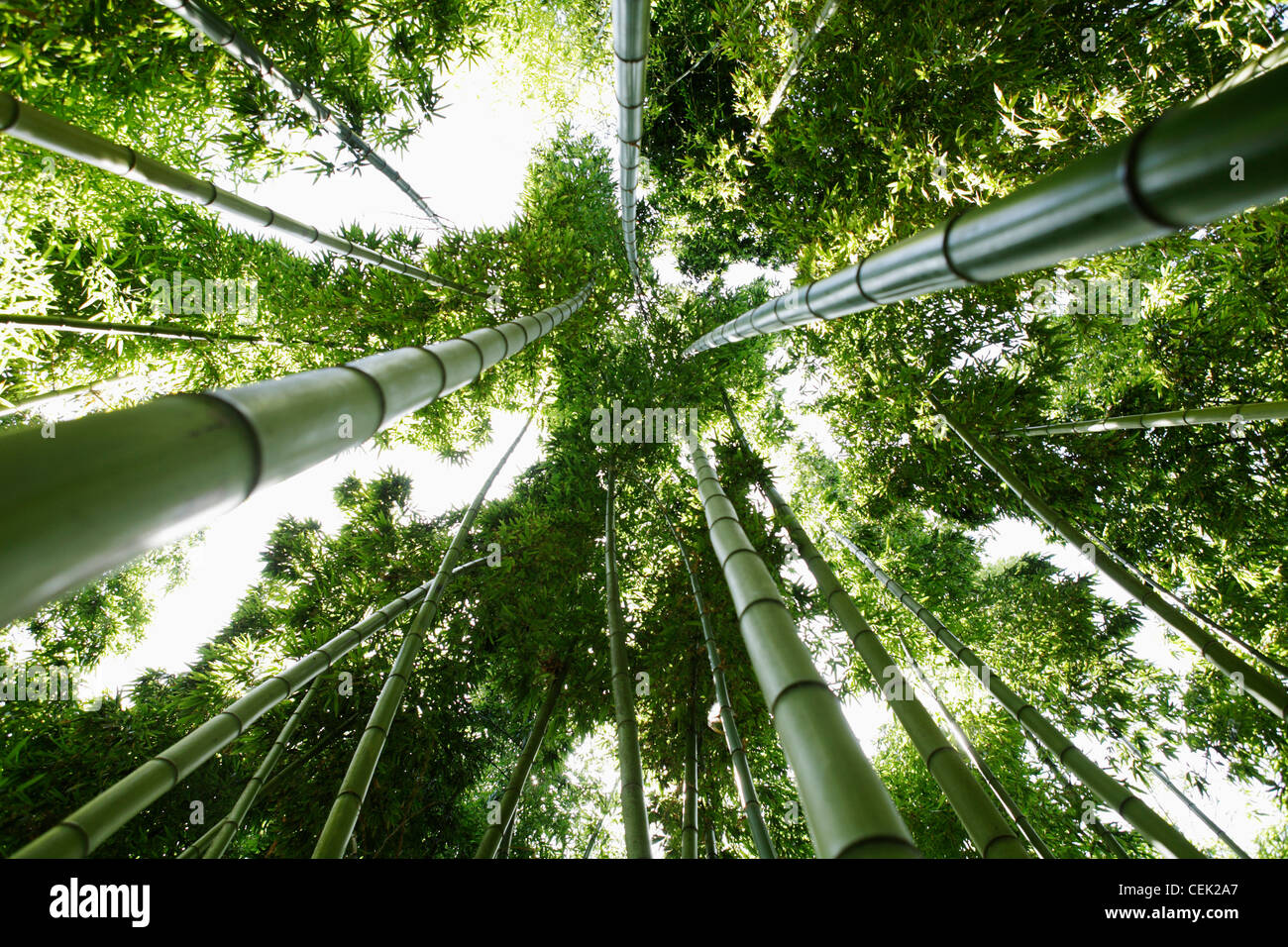 Bamboo tree tops hi-res stock photography and images - Alamy