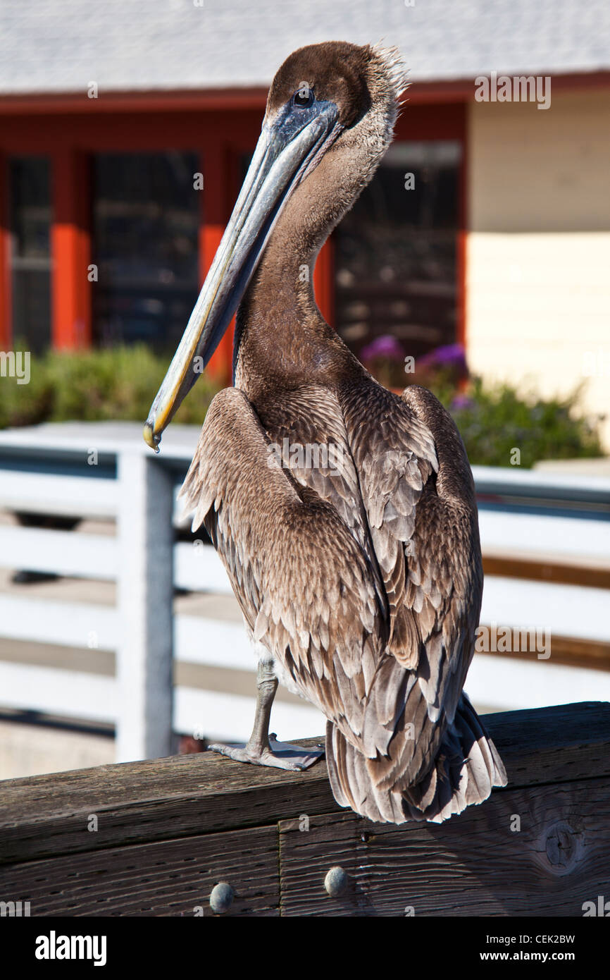 A Brown pelican from the back at Pillar Point Marina, Half Moon Bay ...
